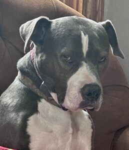 10 Dog Adoption Pitfalls and How to Avoid - Life's the Pits